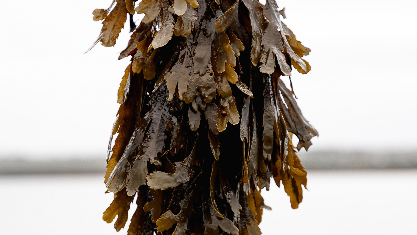 Fucus serratus & Fucus vesculosis: Get to know the seaweed we use and ...